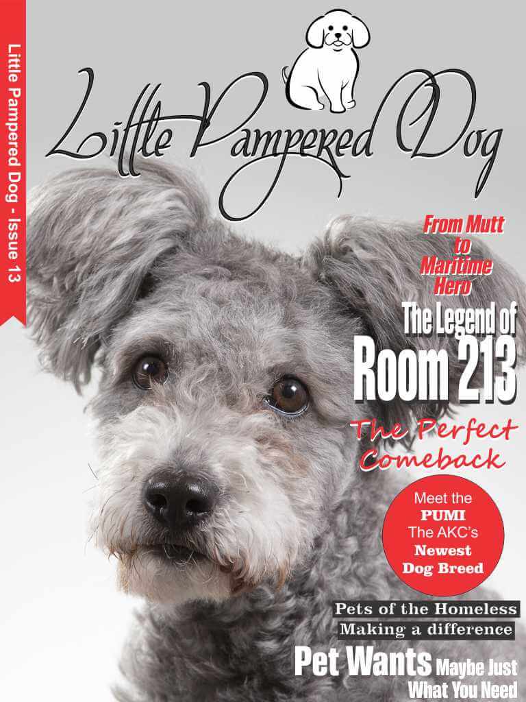 Newsletter September 2016 Issue 98 | Pets of the Homeless